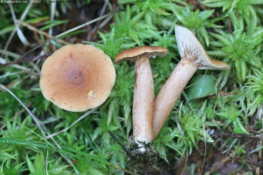 Kuva: Pikkurousku, Lactarius tabidus - pikkurousku Lactarius tabidus ...