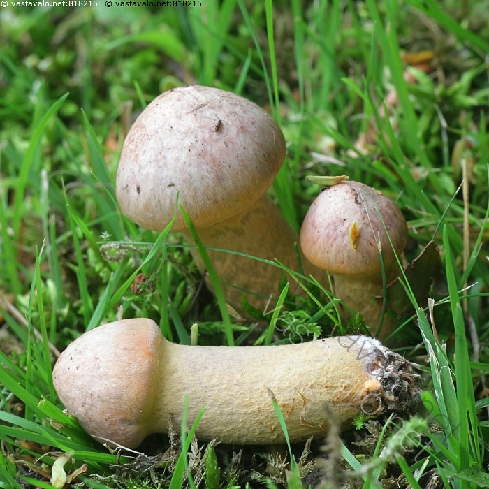 Kuva: Chroogomphus rutilus, rusakkonuljaska - rusakkonuljaska ...