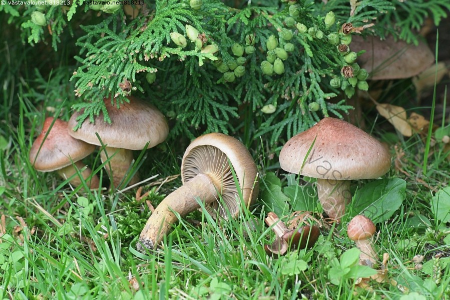 Kuva: Chroogomphus rutilus, rusakkonuljaska - rusakkonuljaska ...