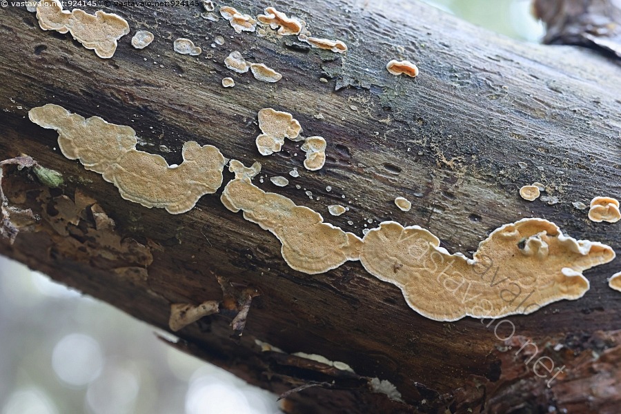Kuva: Skeletocutis amorpha, rustokääpä - rustokääpä Skeletocutis ...