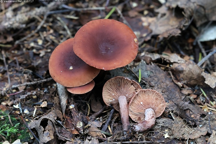 Kuva: Sikurirousku, Lactarius camphoratus - sikurirousku Lactarius ...