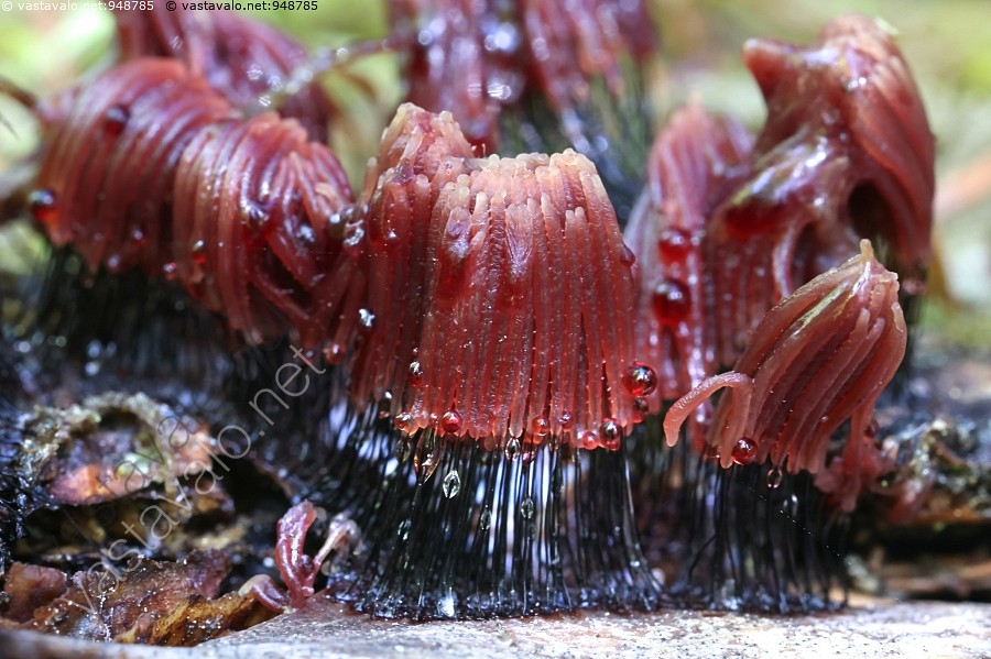 Kuva: Stemonitis axifera, kanelikääminen - limasieni Stemonitis axifera ...