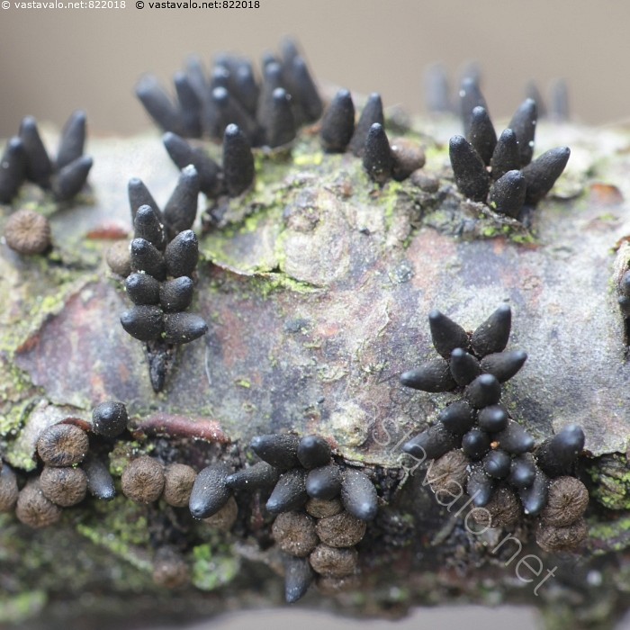 Kuva: Godronia uberiformis - mustaherukka herukka mustaviinimarja ...