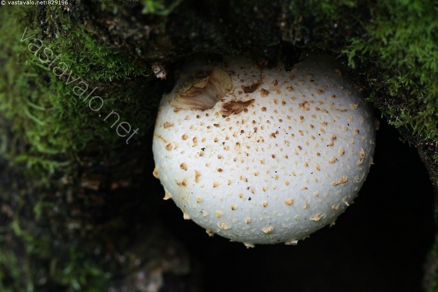 Kuva: Hemipholiota heteroclita, tuoksuhelokka - Hemipholiota ...