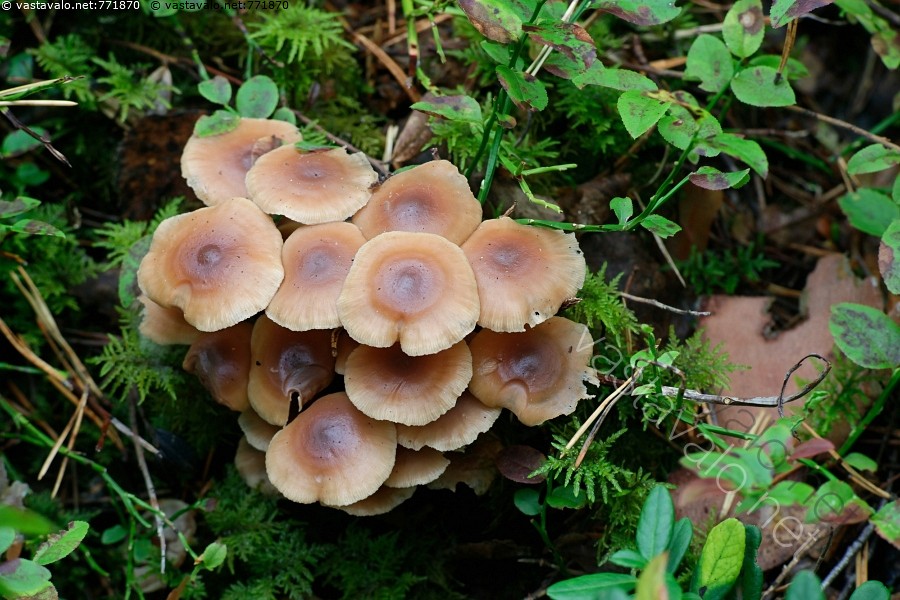 Kuva: Kimppujuurekas, Gymnopus acervatus - juurekas juurekkaat ...