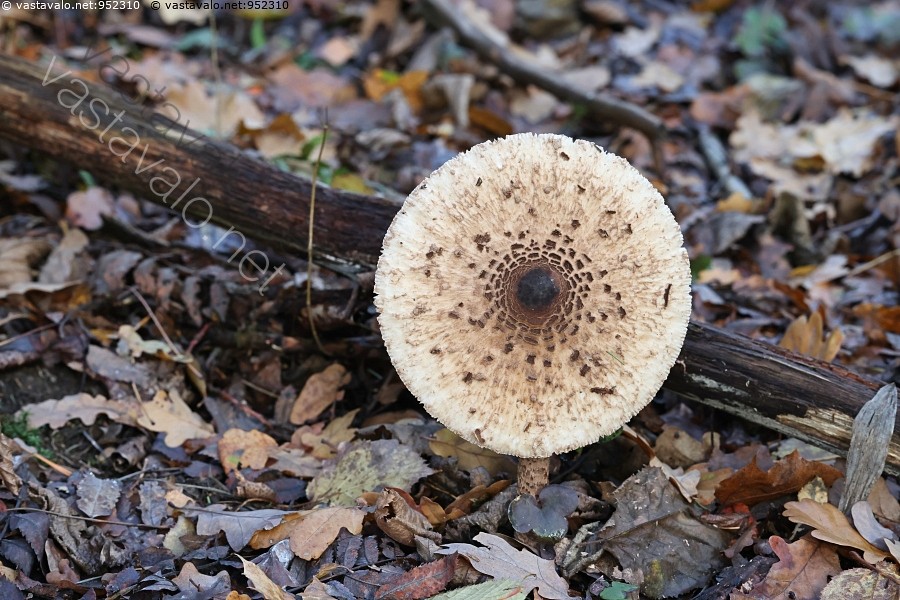 Kuva: Ukonsieni, herkullinen ruokasieni - ukonsieni ruokasieni ...