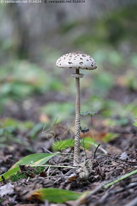 Kuva: Ukonsieni, Macrolepiota procera, herkullinen ruokasieni ...