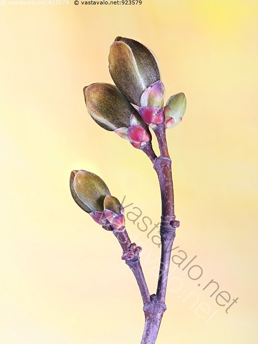 Kuva: Vaahteran lehtisilmut - metsävaahtera Acer platanoides vaahtera ...