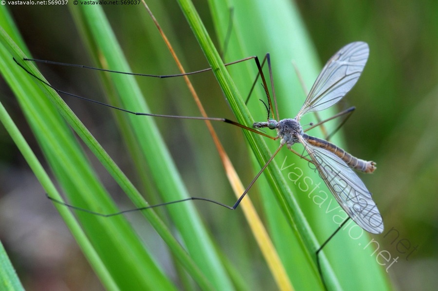 Kuva: Vaaksiainen - vaaksiainen Tipulidae Tipula Diptera vaapsahainen ...
