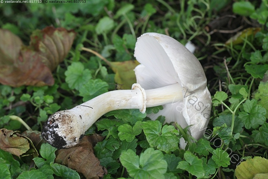 Kuva: Leucoagaricus leucothites, valkoukonsieni - Leucoagaricus ...