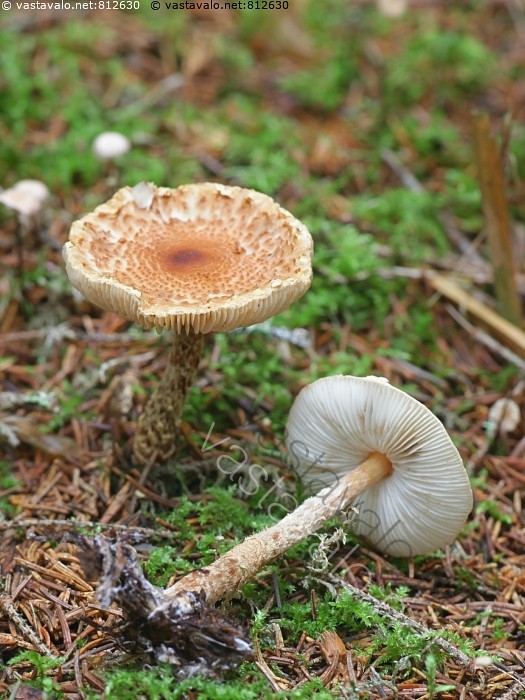 Kuva: Vanu-ukonsieni, Lepiota magnispora - ukonsieni ukonsienet pikku ...