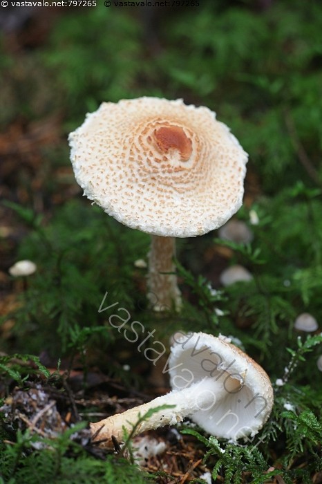 Kuva: Vanu-ukonsieni, Lepiota magnispora - ukonsienet ukonsieni vanu ...