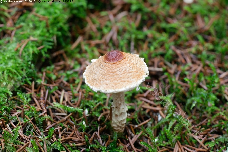 Kuva: Vanu-ukonsieni, Lepiota magnispora - ukonsieni ukonsienet pikku ...