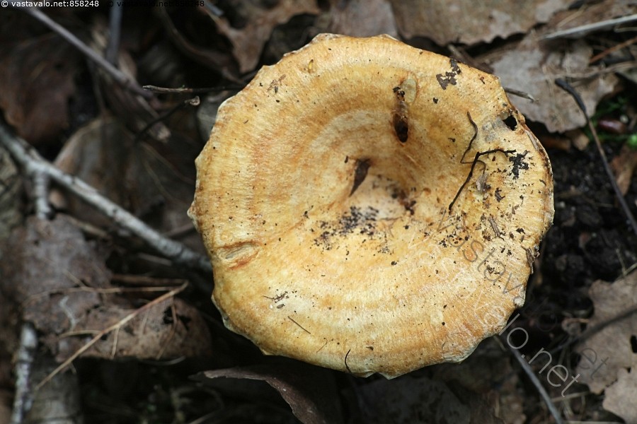 Kuva: Rousku, Lactarius sp - Lactarius rousku rouskut ruokasieni ...