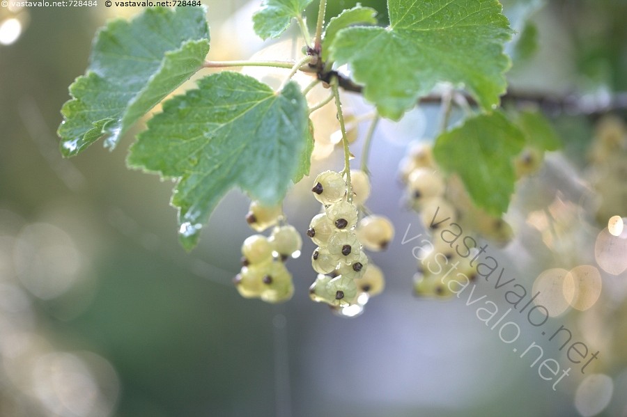Kuva: Valkoherukka - valkoherukka valkoinen viinimarja punaherukka ...