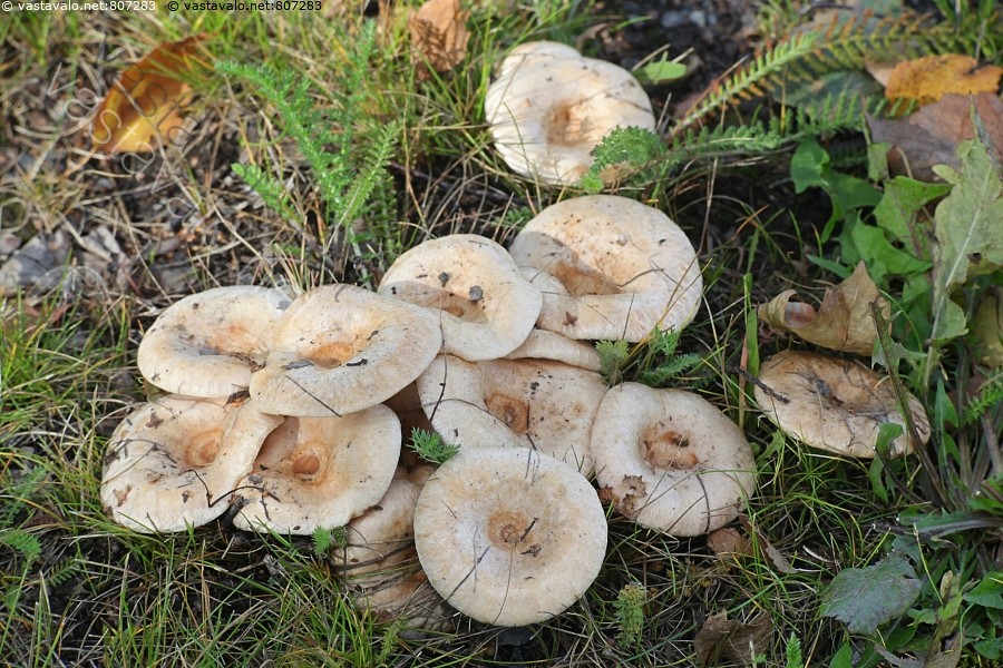 Kuva: Villakarvarousku, Lactarius pubescens - Lactarius pubescens ...
