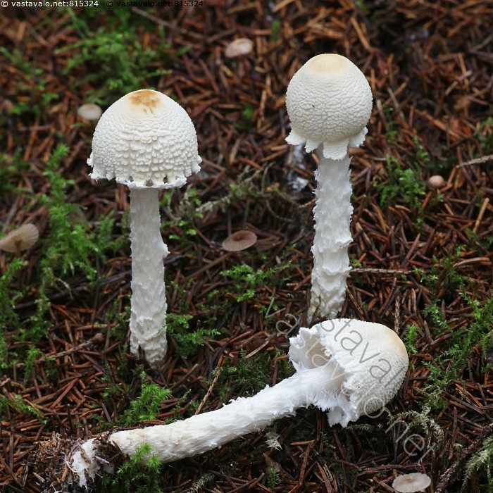 Kuva: Villaukonsieni, Lepiota clypeolaria - valkoinen villaukonsieni ...