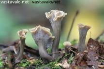 Kuva: Pikkutorvisieni, Pseudocraterellus pertenuis - pikkutorvisieni ...