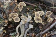 Kuva: Pikkutorvisieni, Pseudocraterellus pertenuis - pikkutorvisieni ...