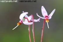 Kuva: Enkelinkello - enkelinkello Campanula x haylodgensis kukka ...