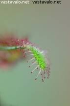 Kuva: Kihokki - tahmea lihansyöjä kihokki houkutus houkutella kasvi ...