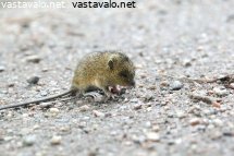 Kuva: Rotta - rotta rattus norvegicus jyrsijä tuhoeläin tuholainen ...