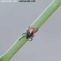 Kuva: Punkit - punkki puutiainen borrelioosi Lymen tauti ...