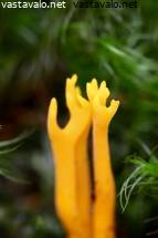 Kuva: Jäkälä - jäkälä keltainen jäkälät haapa puu runko luonto ...