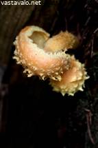 Kuva: Jäkälä - jäkälä keltainen jäkälät haapa puu runko luonto ...