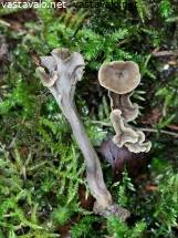 Kuva: Pikkutorvisieni, Pseudocraterellus pertenuis - pikkutorvisieni ...