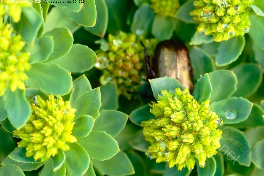 Kuva: Maksaruoho - mehikasvi keltainen kukinto kukka vihreä lehti ...