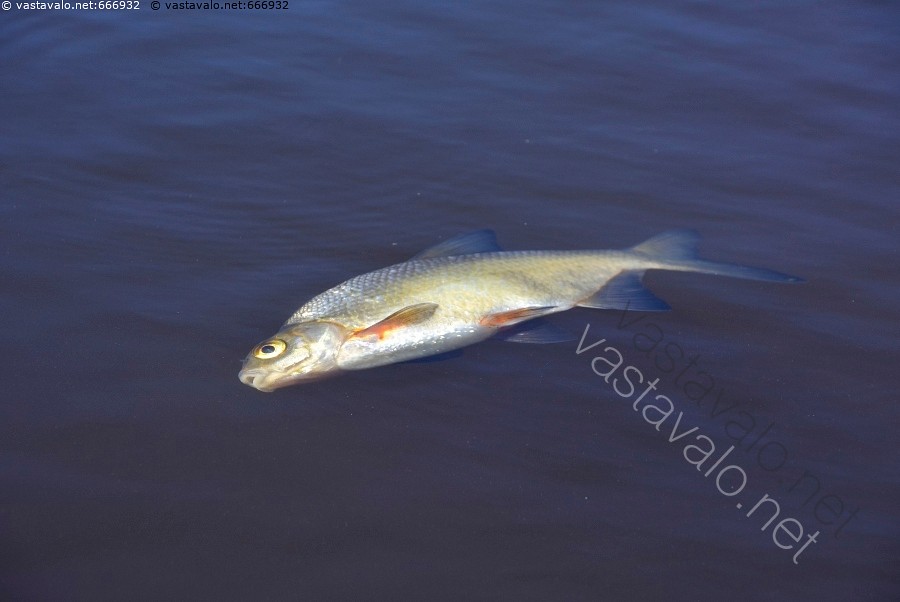 Kuva: Kala kuolemaisillaan - kala vesi kesä järvi vedenpinta pinta ...
