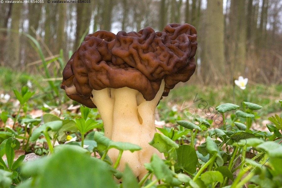 Kuva: Korvasieni - korvasieni Gyromitra esculenta herkullinen ...