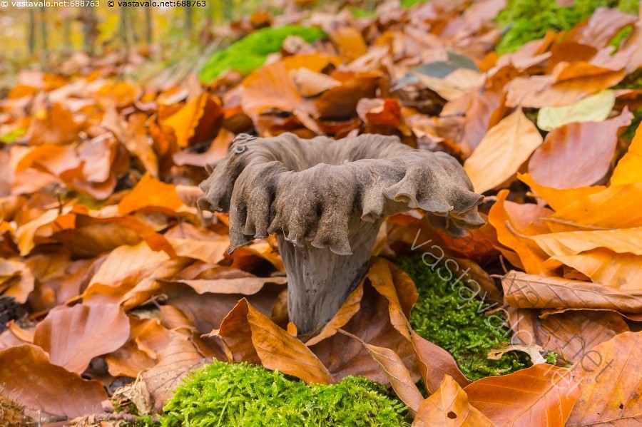 Kuva: Mustatorvisieni - mustatorvisieni Craterellus cornucopioides ...