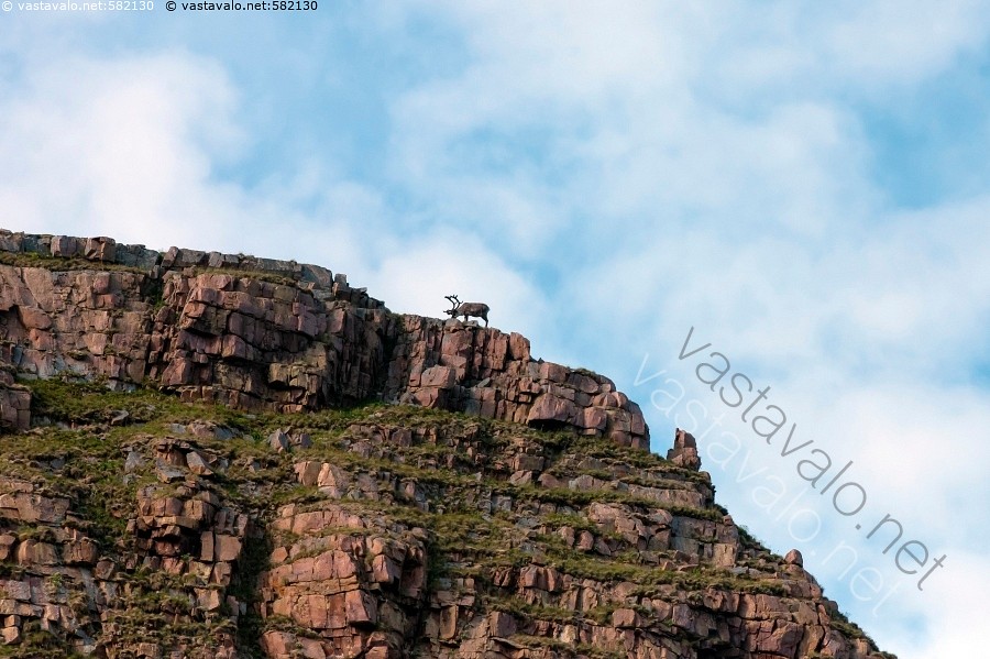 Kuva: Poro jyrkänteen laella - poro Rangifer tarandus kallio jyrkänne ...