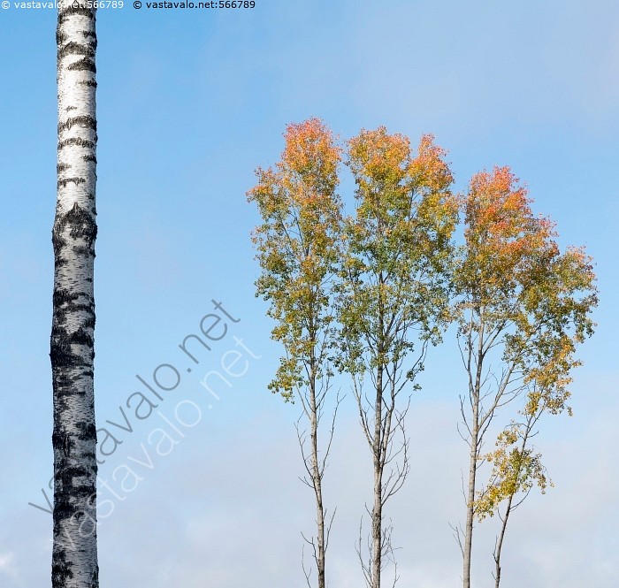 Kuva: Koivun runko ja haavat - latvus latvukset haavat haapa puu puut ...