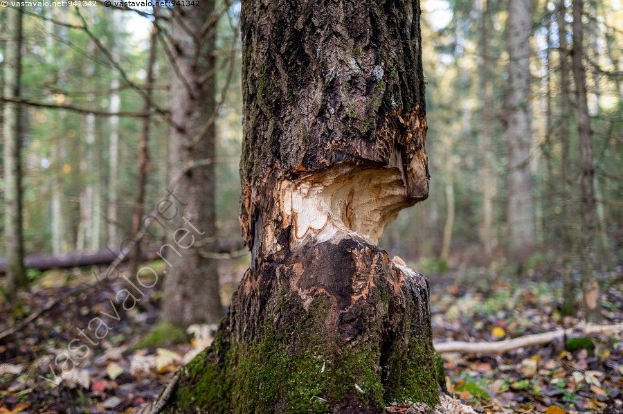Kuva: Majavan jyrsimä runko - jyrsitty jyrsiä haapa metsähaapa Populus ...