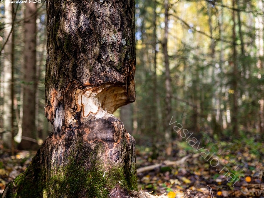 Kuva: Majavan jyrsimä runko - jyrsitty haapa metsähaapa Populus tremula ...