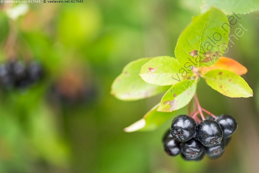 Kuva: Marja-aronia - marjat marja aronia marja-aroniat pensasmarja ...
