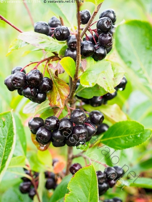 Kuva: Aroniatertut - marja-aronia marjat marja marjaterttu Aronia ...