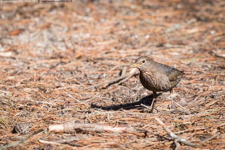 Kuva: Mustarastas maassa - mustarastas Turdus merula naaras neulanen ...