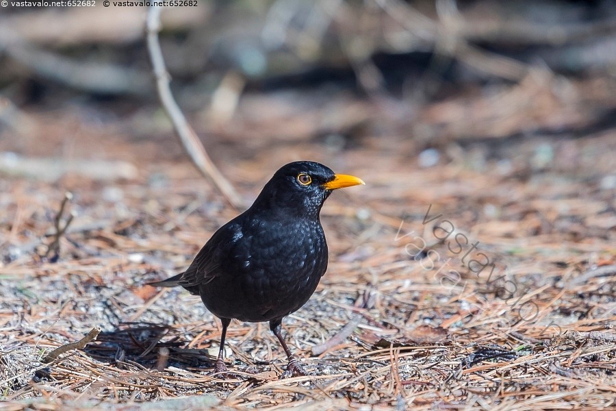 Kuva: Hiilenmusta mustarastas neulaspedillä - musta mustarastas Turdus ...