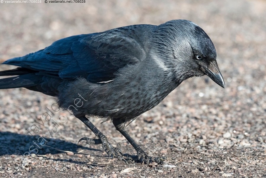 Kuva: Naakka etsii ruokaa - lintu naakka Corvus monedula nokka pää ...