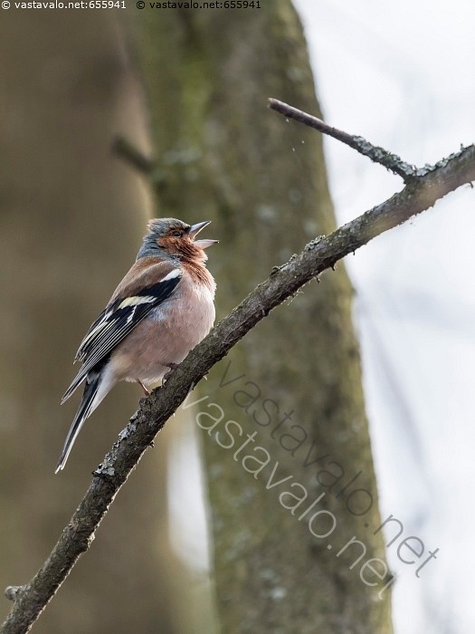 Kuva: Laulava peippo - laululintu lintu muuttolintu peipot laulaa ...