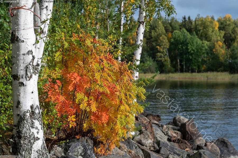 Kuva: Värikäs rantamaisema - pihlaja punainen ruska ruska-aika ...