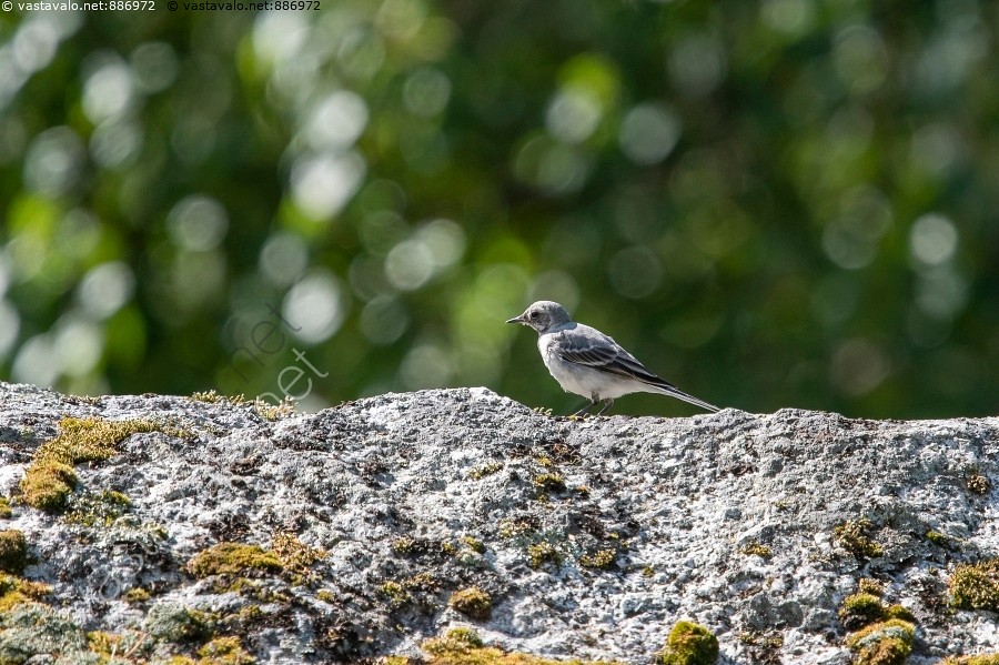 Kuva: Västäräkki kivellä - västäräkki Motacilla alba pikkulintu ...