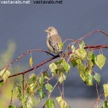 Kuva: Viherpeipponaaras oksalla - viherpeipot viherpeippo Chloris ...