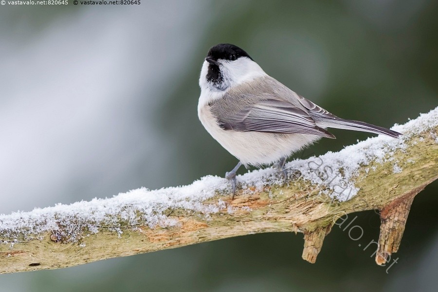 Kuva: Hömötiainen - hömötiainen Parus montanus lintu tiainen oksa ...