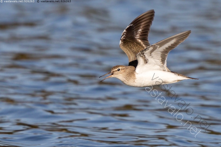 Kuva: Rantasipi lennossa - rantasipi Actitis hypoleucos rantalintu ...
