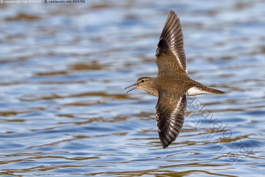Kuva: Rantasipi lennossa - rantasipi Actitis hypoleucos rantalintu ...